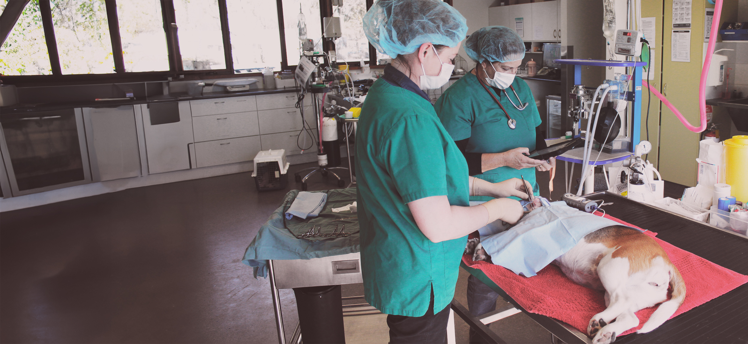 Surgery and Diagnosis - Bungendore Vet Surgery Bungendore Vet Surgery